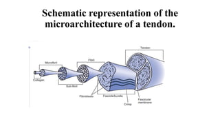 BIOMECHANICS OF LIGAMENT AND TENDONS.pptx