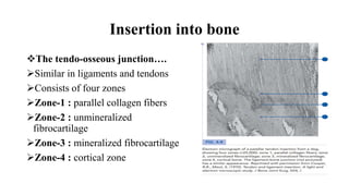 BIOMECHANICS OF LIGAMENT AND TENDONS.pptx