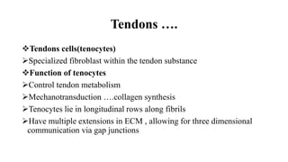 BIOMECHANICS OF LIGAMENT AND TENDONS.pptx