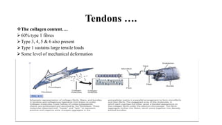 BIOMECHANICS OF LIGAMENT AND TENDONS.pptx