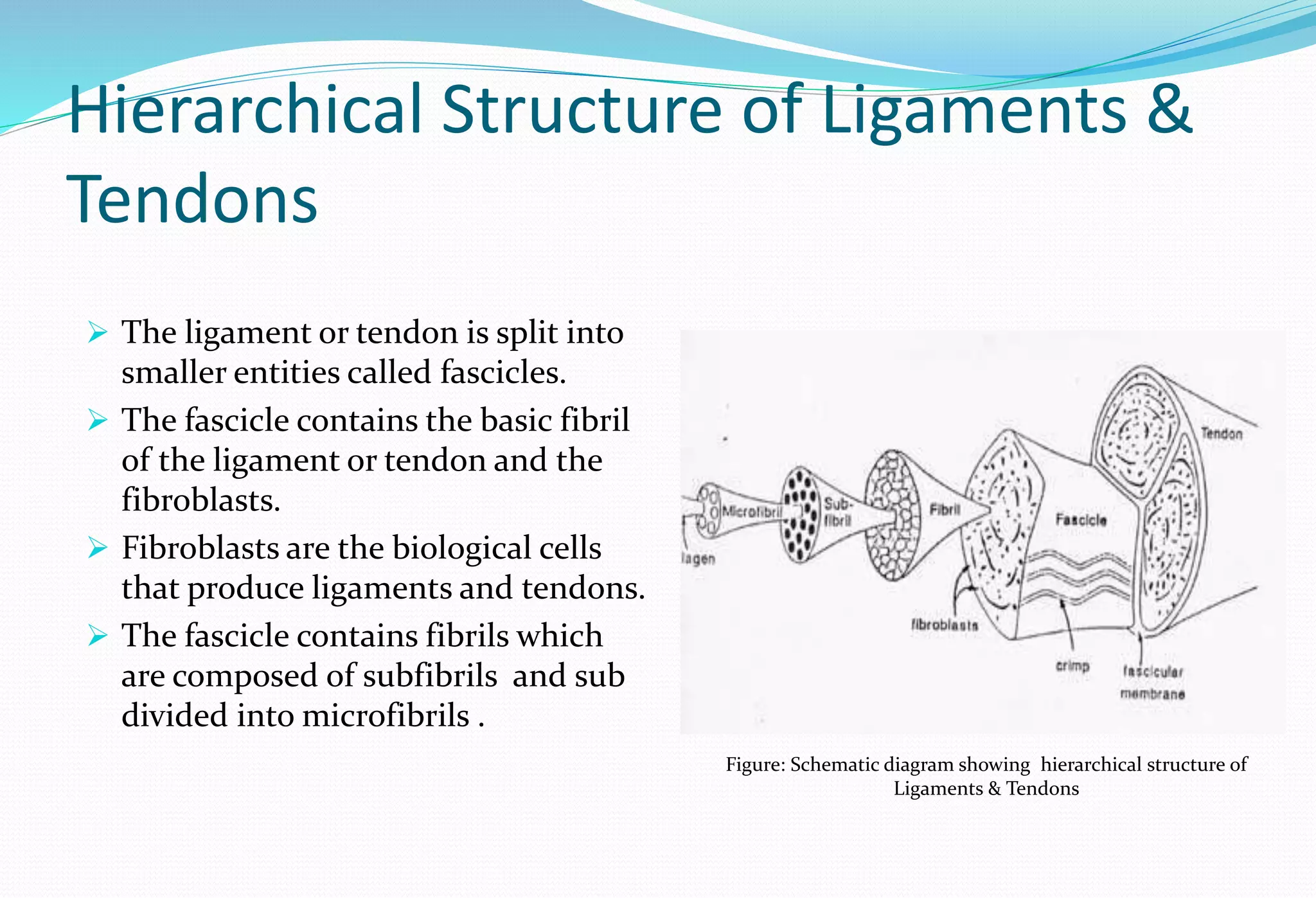 Biomechanics of ligaments & tendons | PPTX