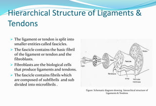 Biomechanics of ligaments & tendons | PPTX