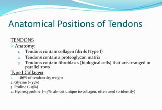 Biomechanics of ligaments & tendons | PPTX
