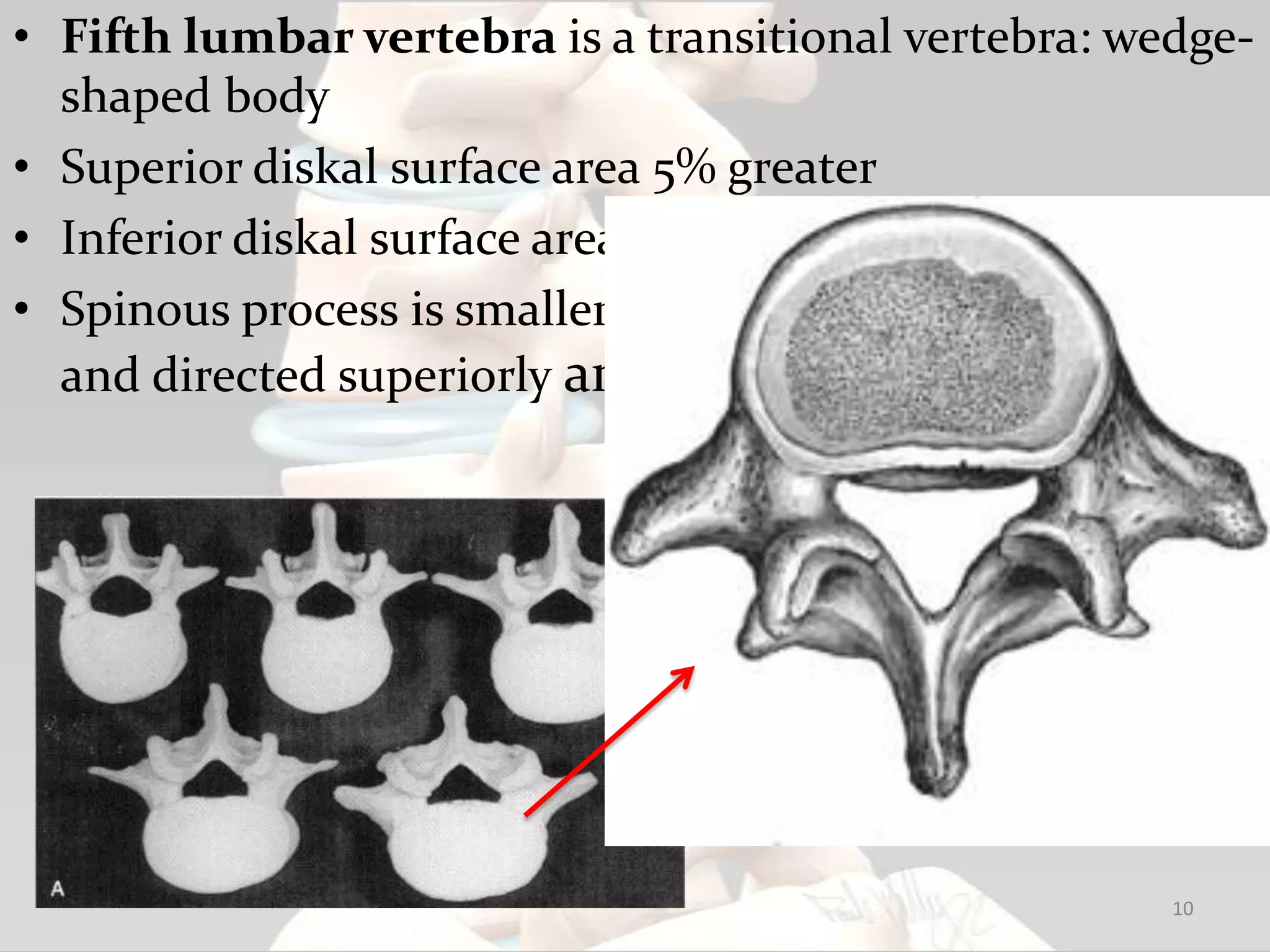 Biomechanics of lumbar spine | PPTX