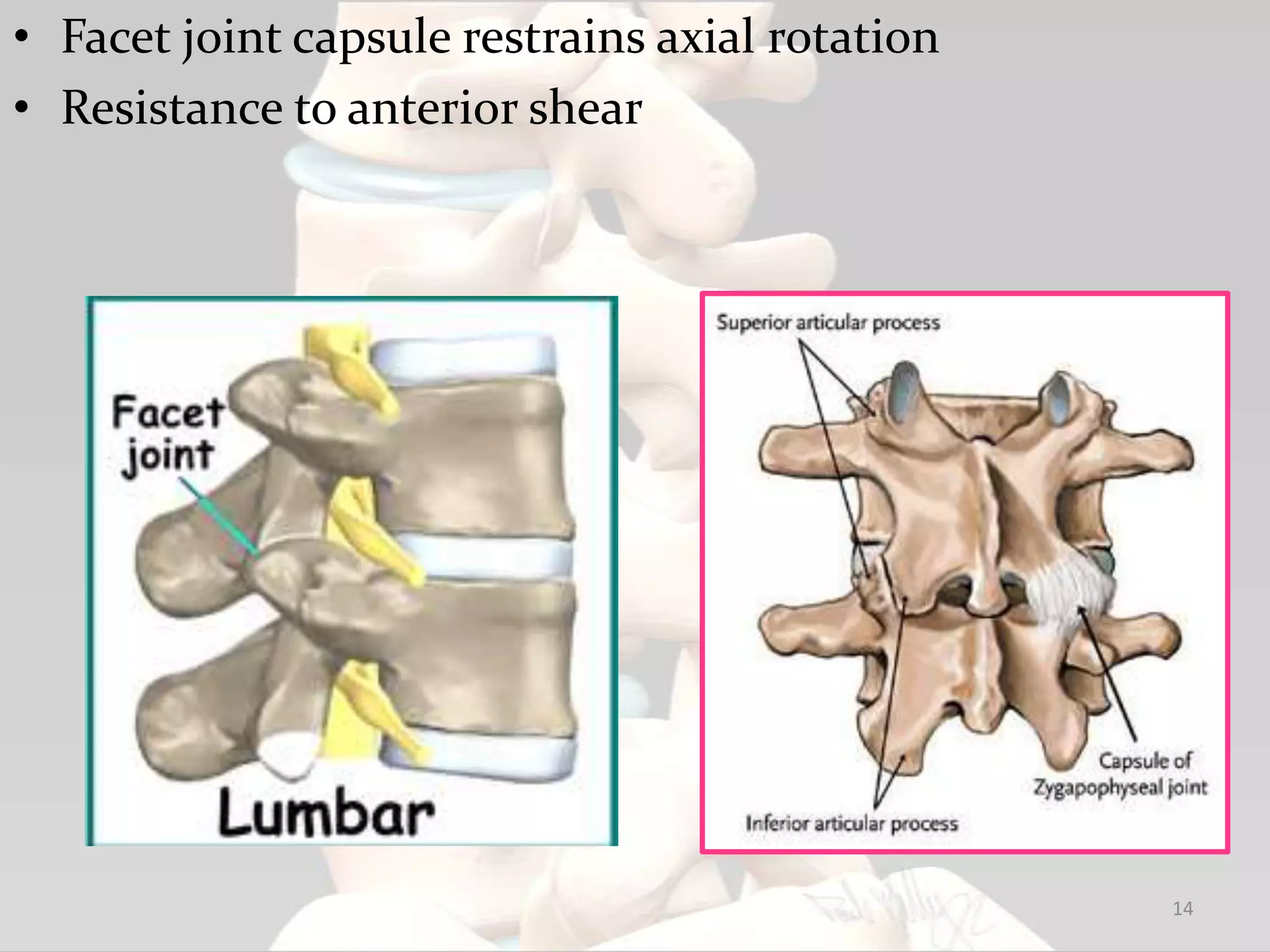 Biomechanics of lumbar spine | PPTX