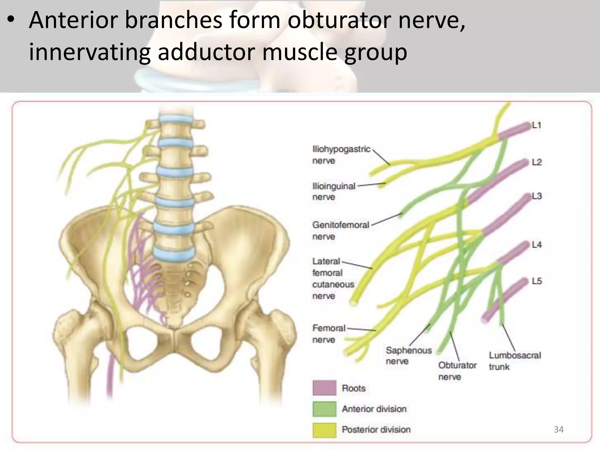Biomechanics of lumbar spine | PPTX