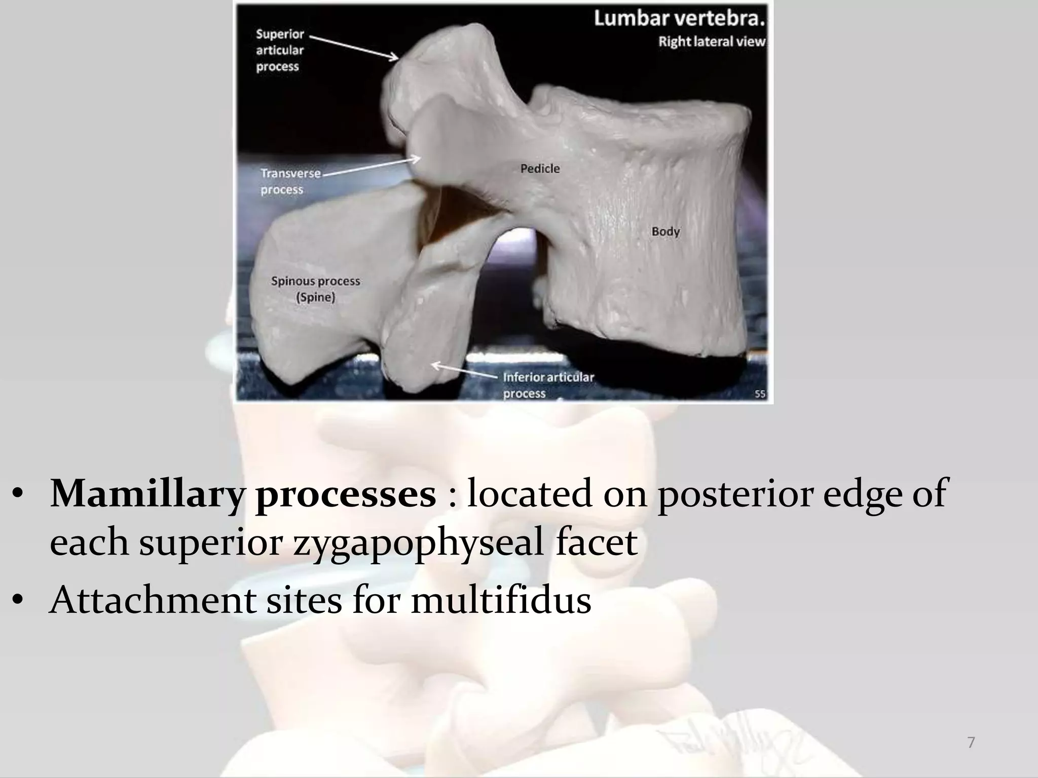 Biomechanics of lumbar spine | PPTX