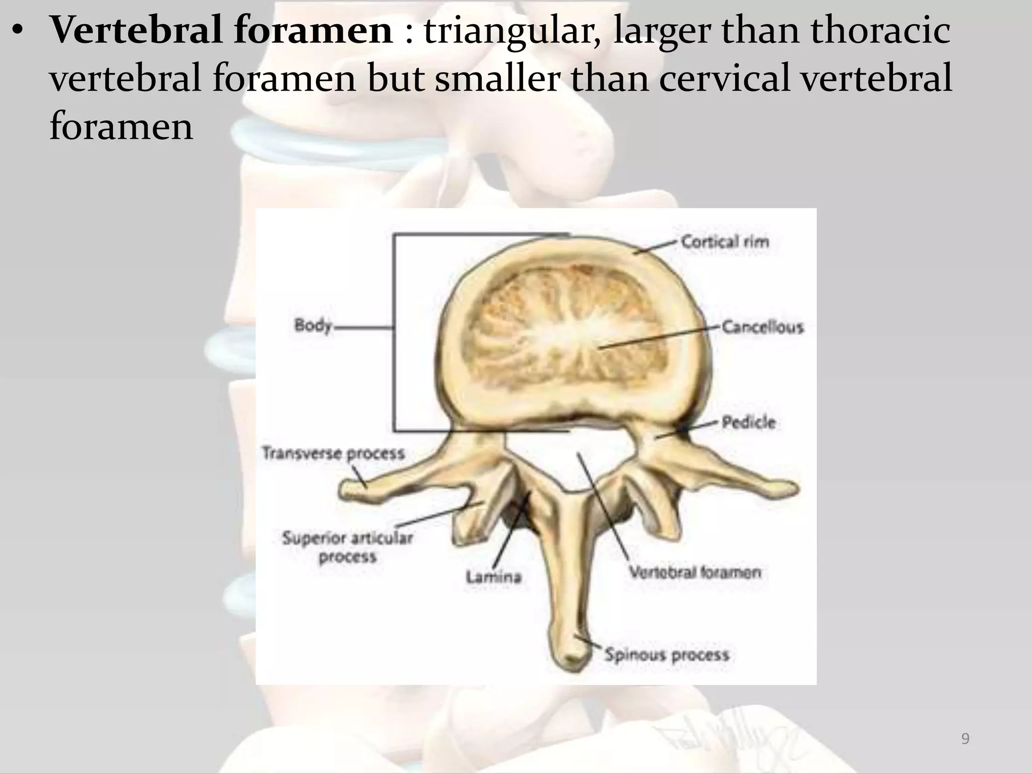 Biomechanics of lumbar spine | PPTX