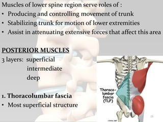 Lumbar Vertebrae Anatomy Ppt