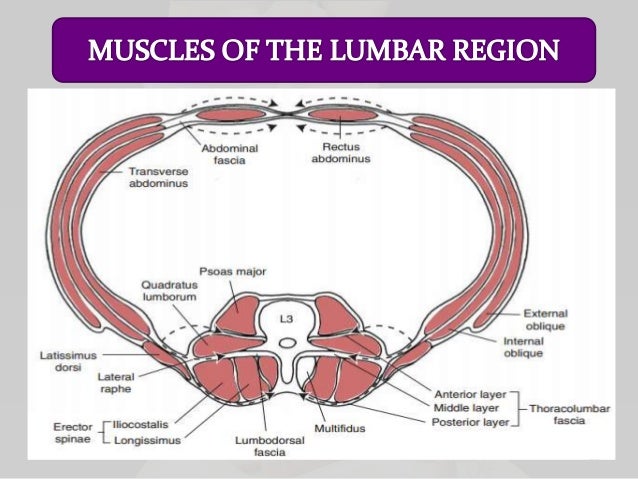 Biomechanics of lumbar spine