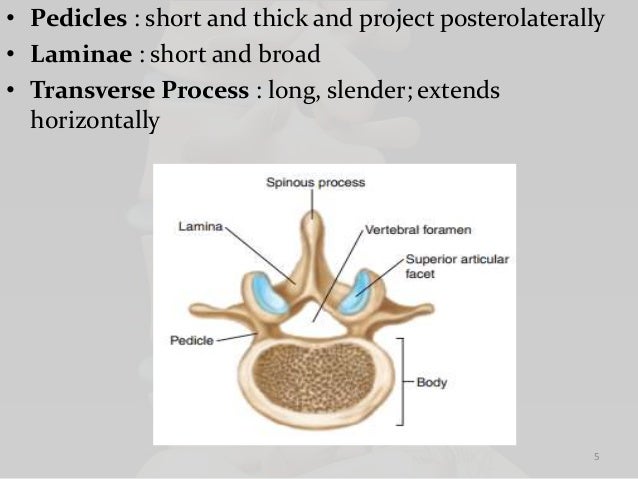 Biomechanics of lumbar spine