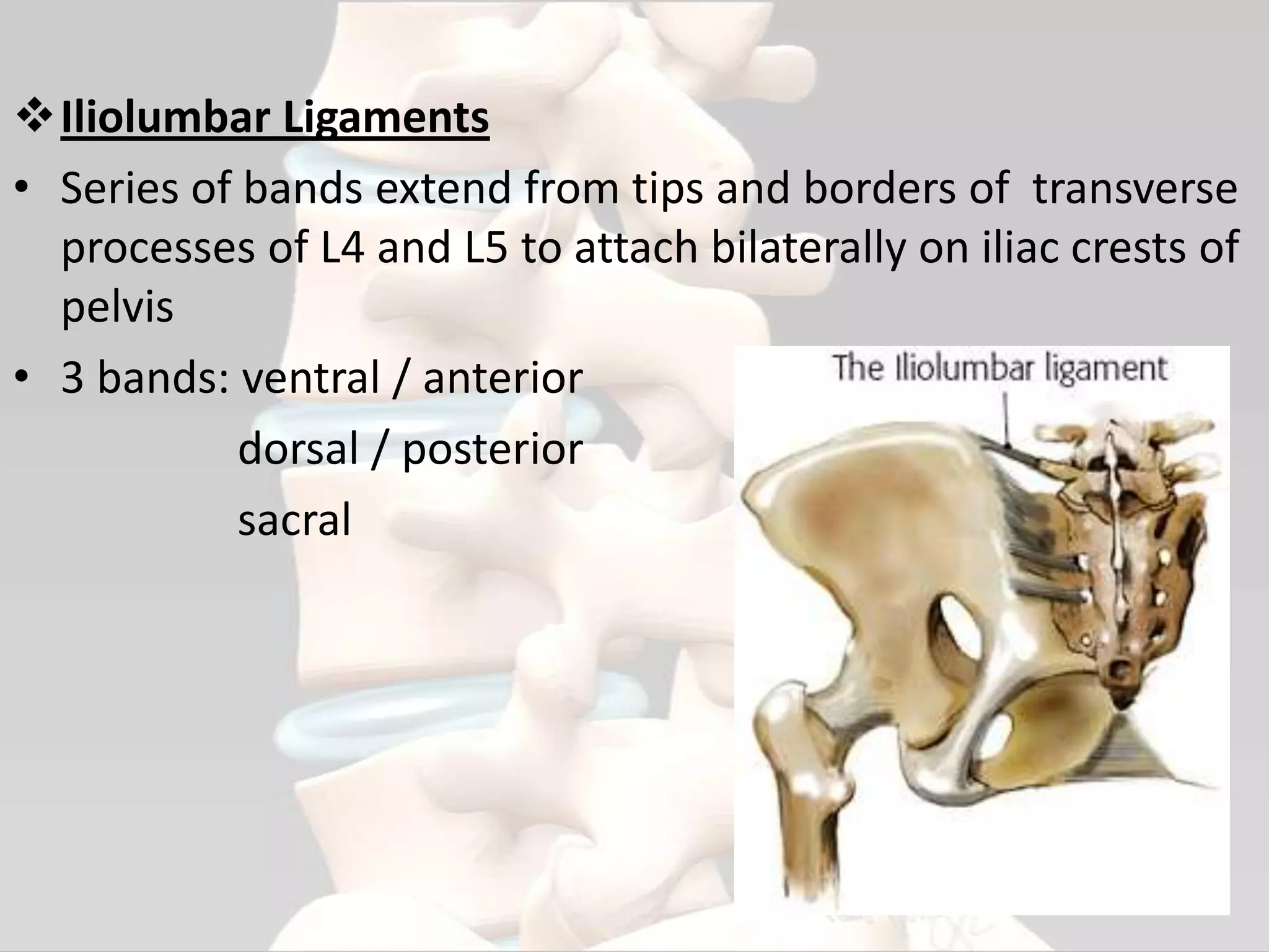 biomechanicsoflumbarspine-140407134558-phpapp02 (2).pdf