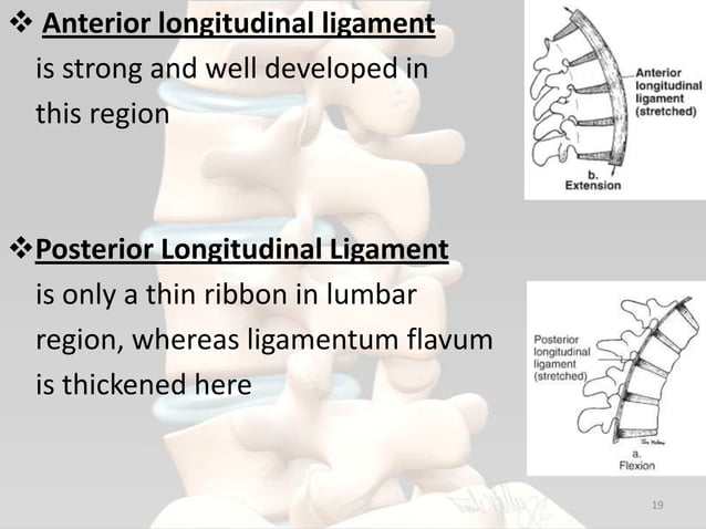 biomechanicsoflumbarspine-140407134558-phpapp02 (2).pdf