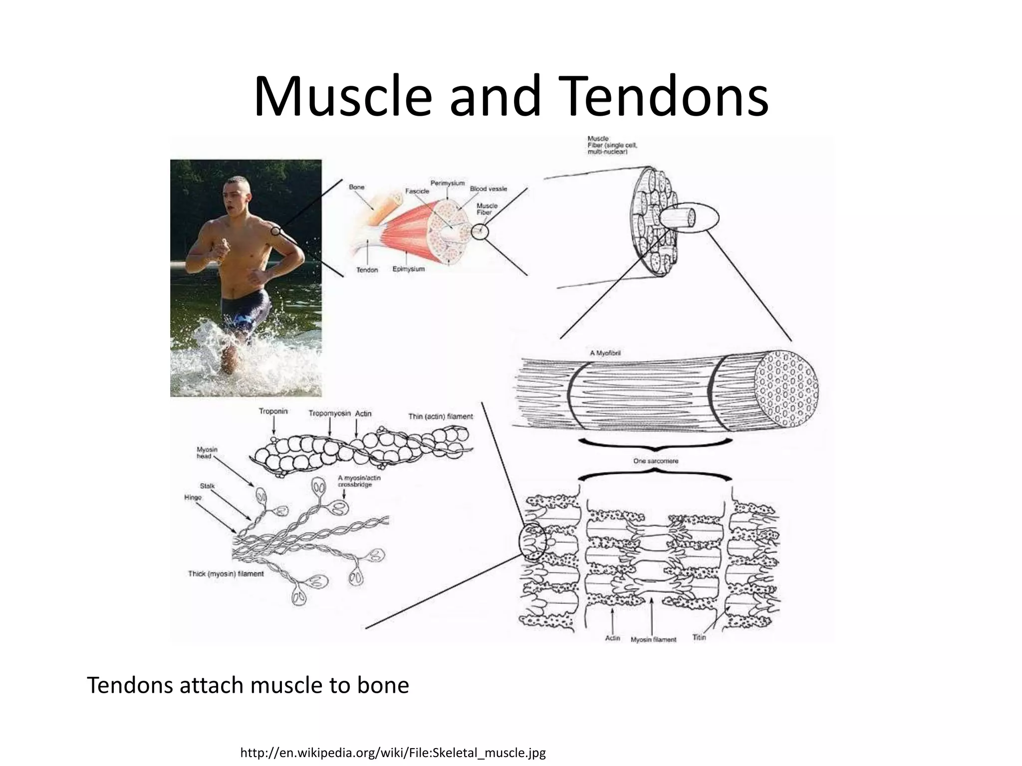Biomechanics of major joints | PPTX