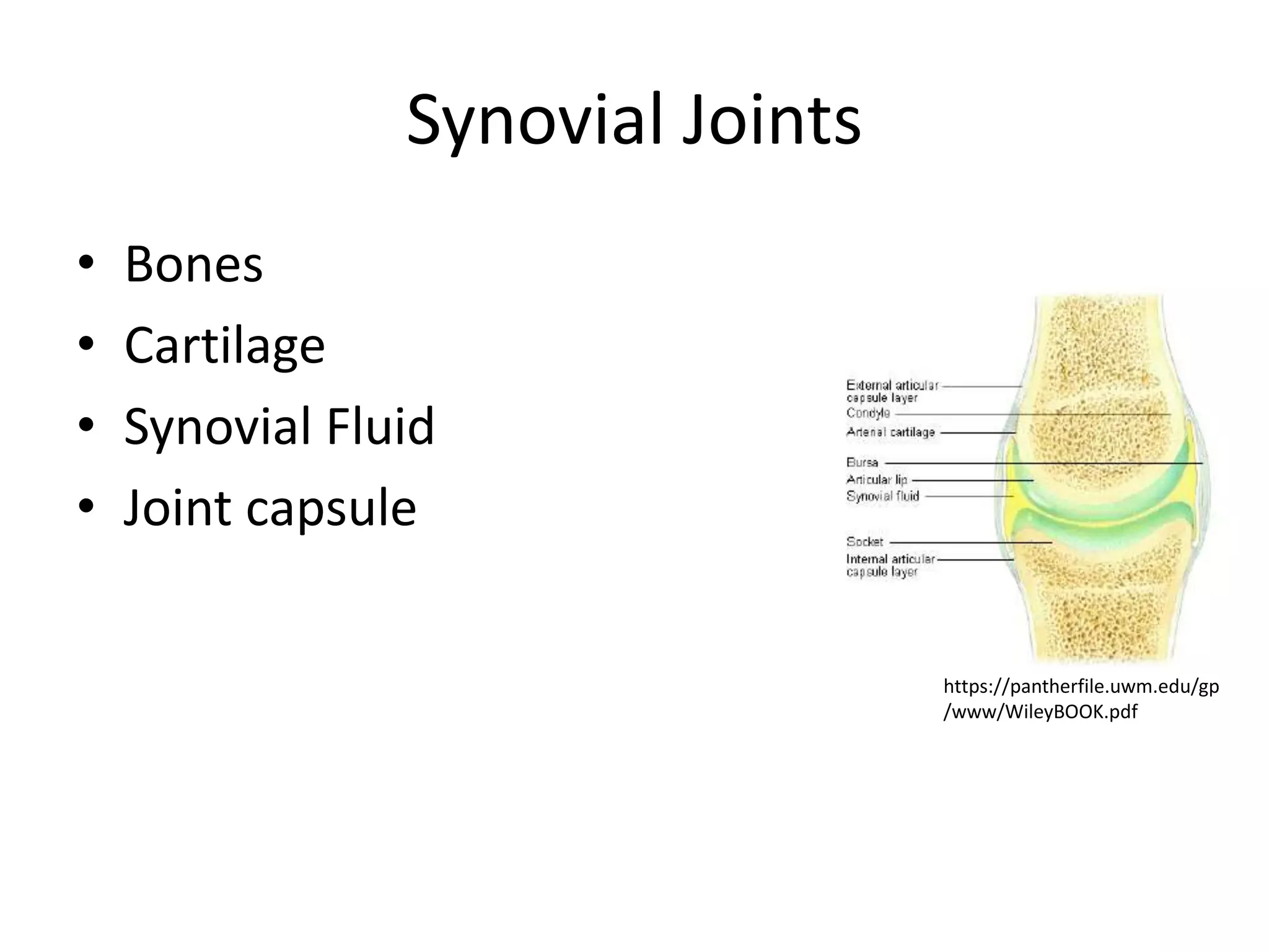 Biomechanics of major joints | PPTX
