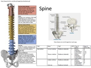 Biomechanics of major joints | PPTX