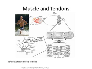 Biomechanics of major joints | PPTX