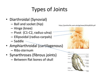 Biomechanics of major joints | PPTX