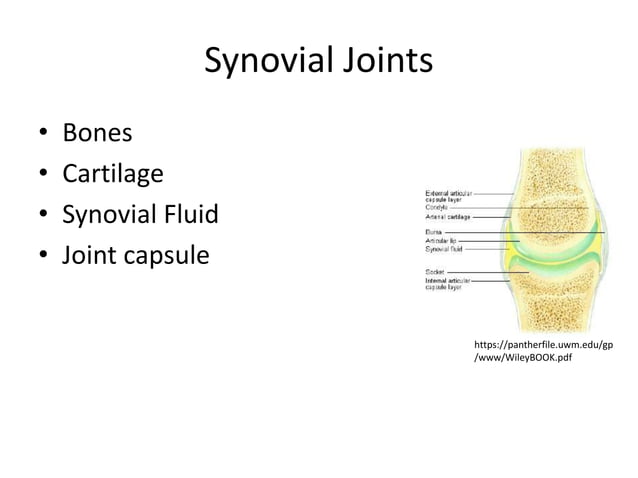 Biomechanics of major joints | PPT