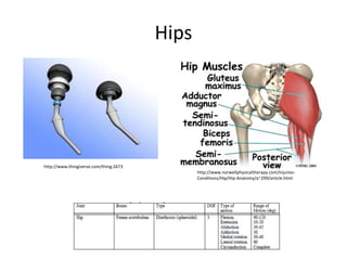 Biomechanics of major joints | PPTX