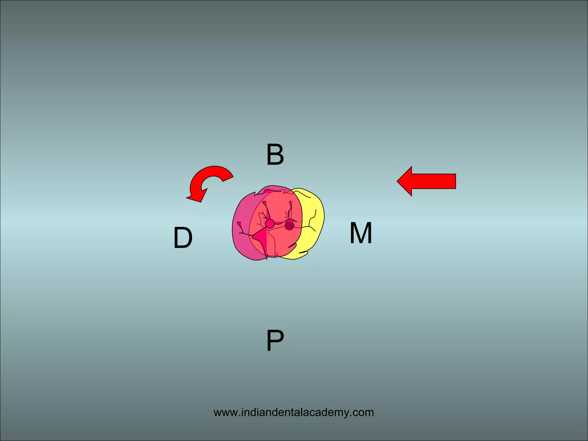 Biomechanics of molar distalization | PPT