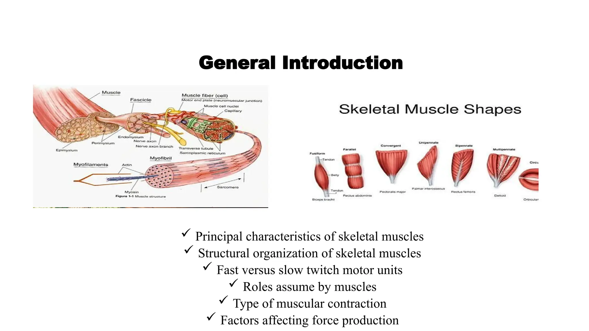 Biomechanics of musculoskeletal system | PPTX