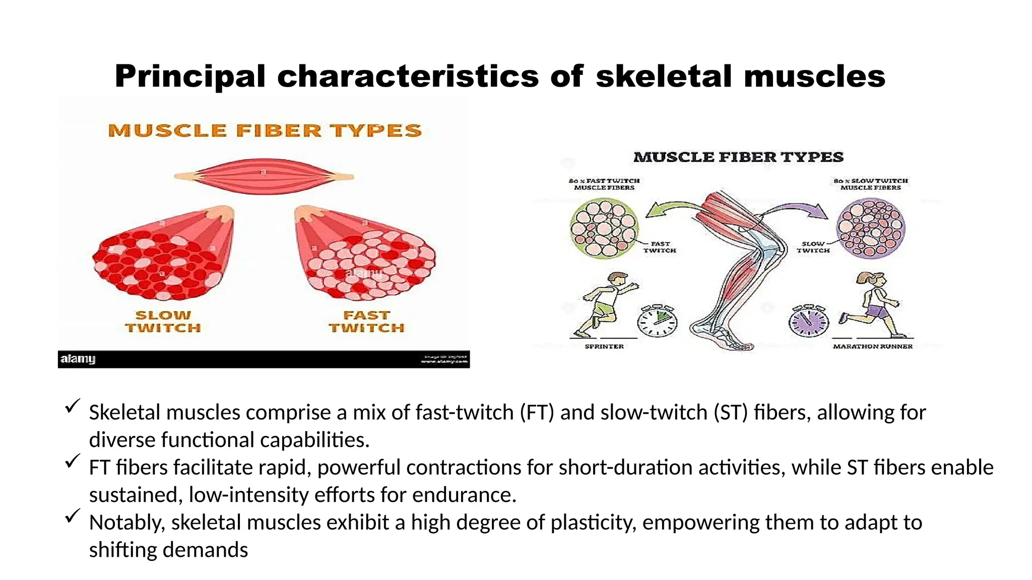 Biomechanics of musculoskeletal system | PPTX