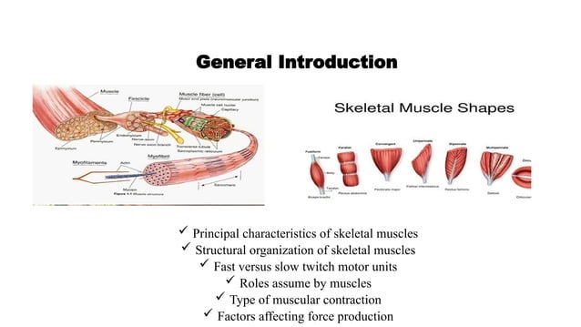 Biomechanics of musculoskeletal system | PPTX