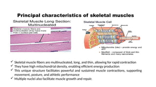 Biomechanics of musculoskeletal system | PPTX