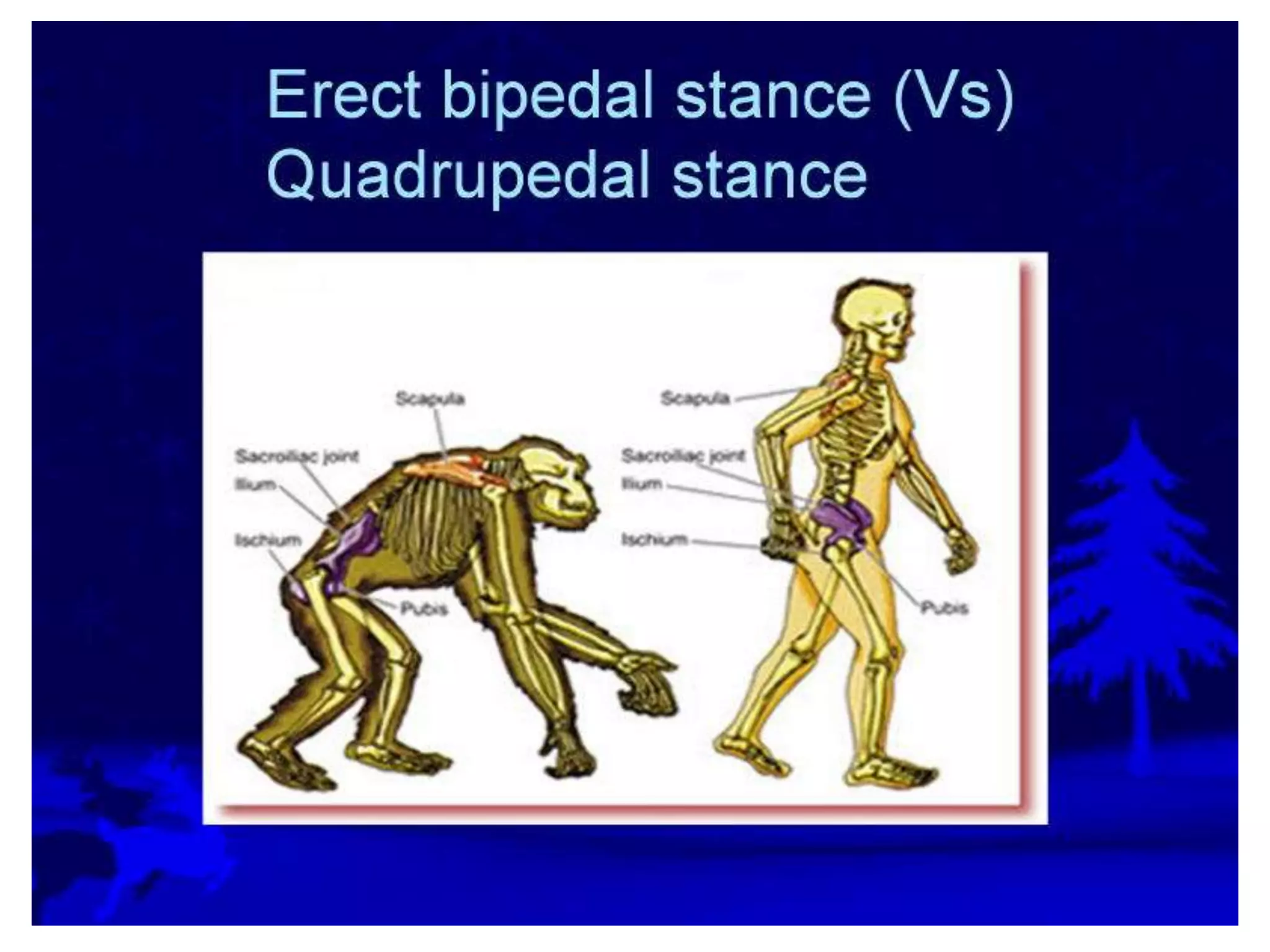 Biomechanics of posture | PPTX