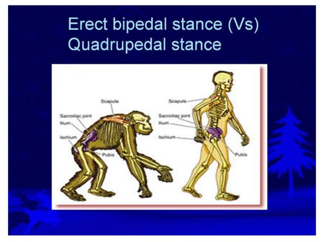 Biomechanics of posture | PPTX