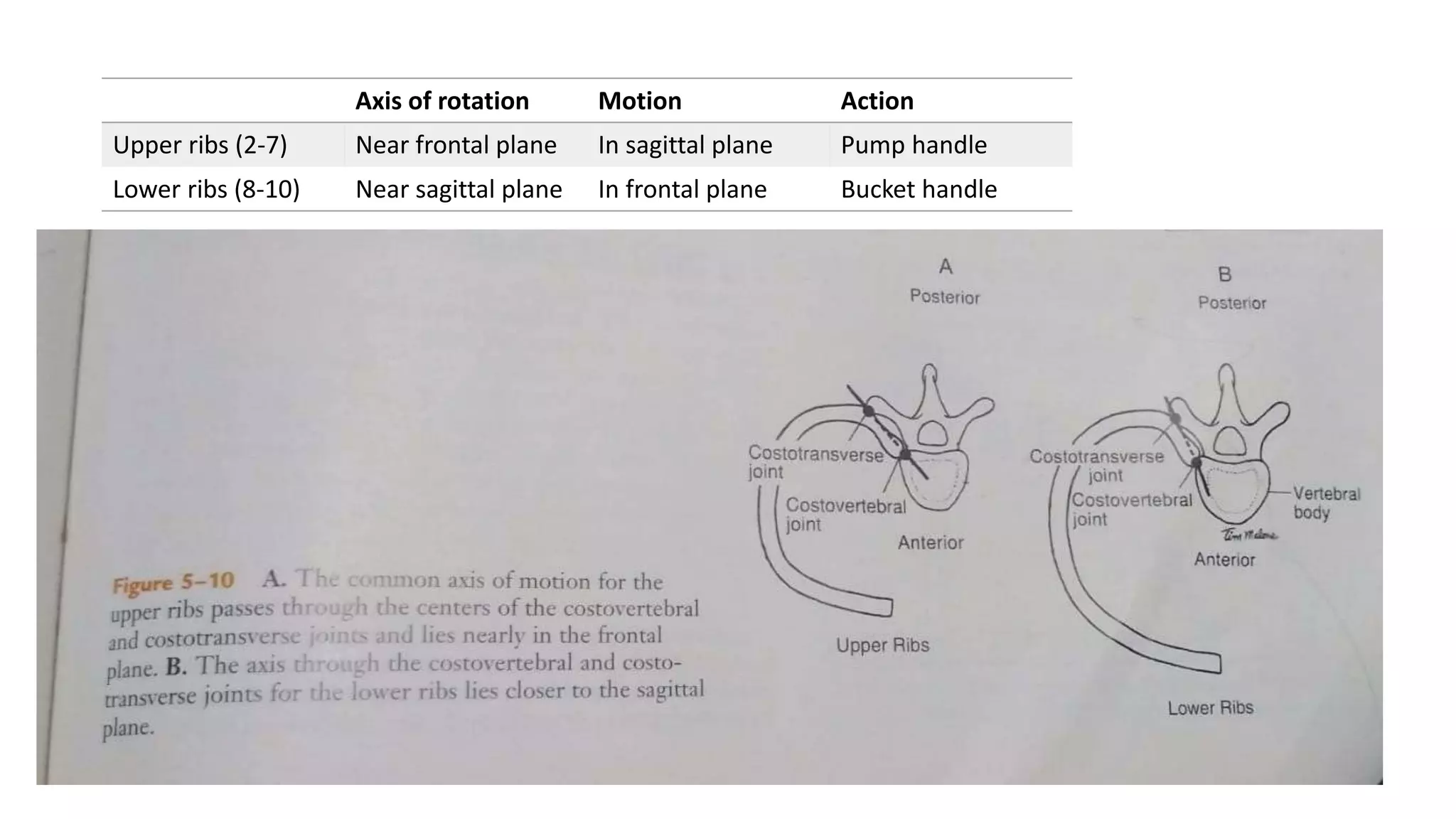 biomechanics of respiration.pptx