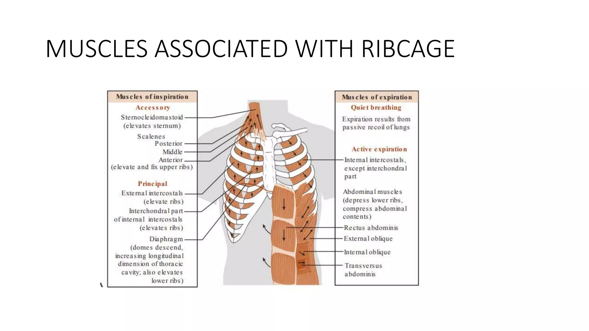 biomechanics of respiration.pptx