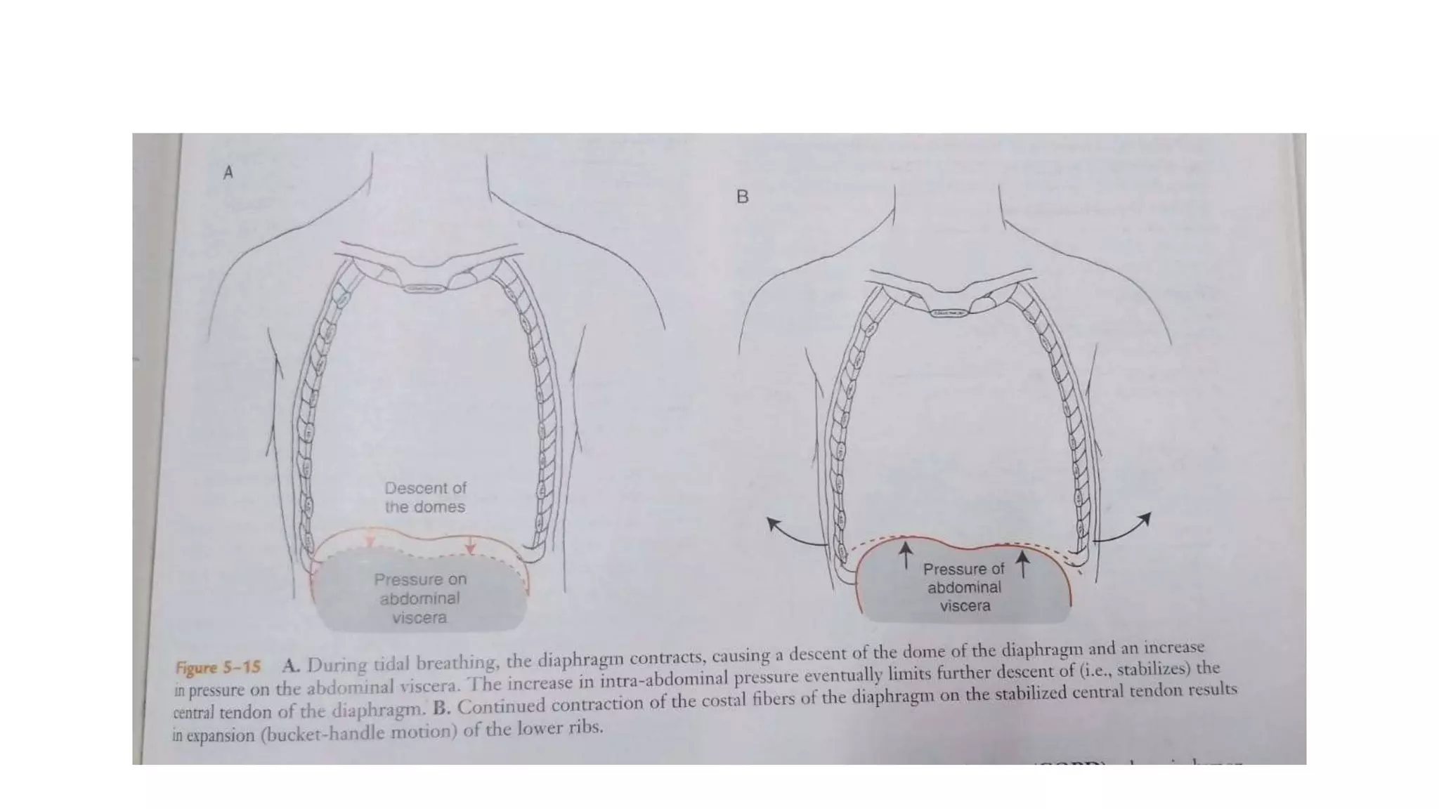 biomechanics of respiration.pptx