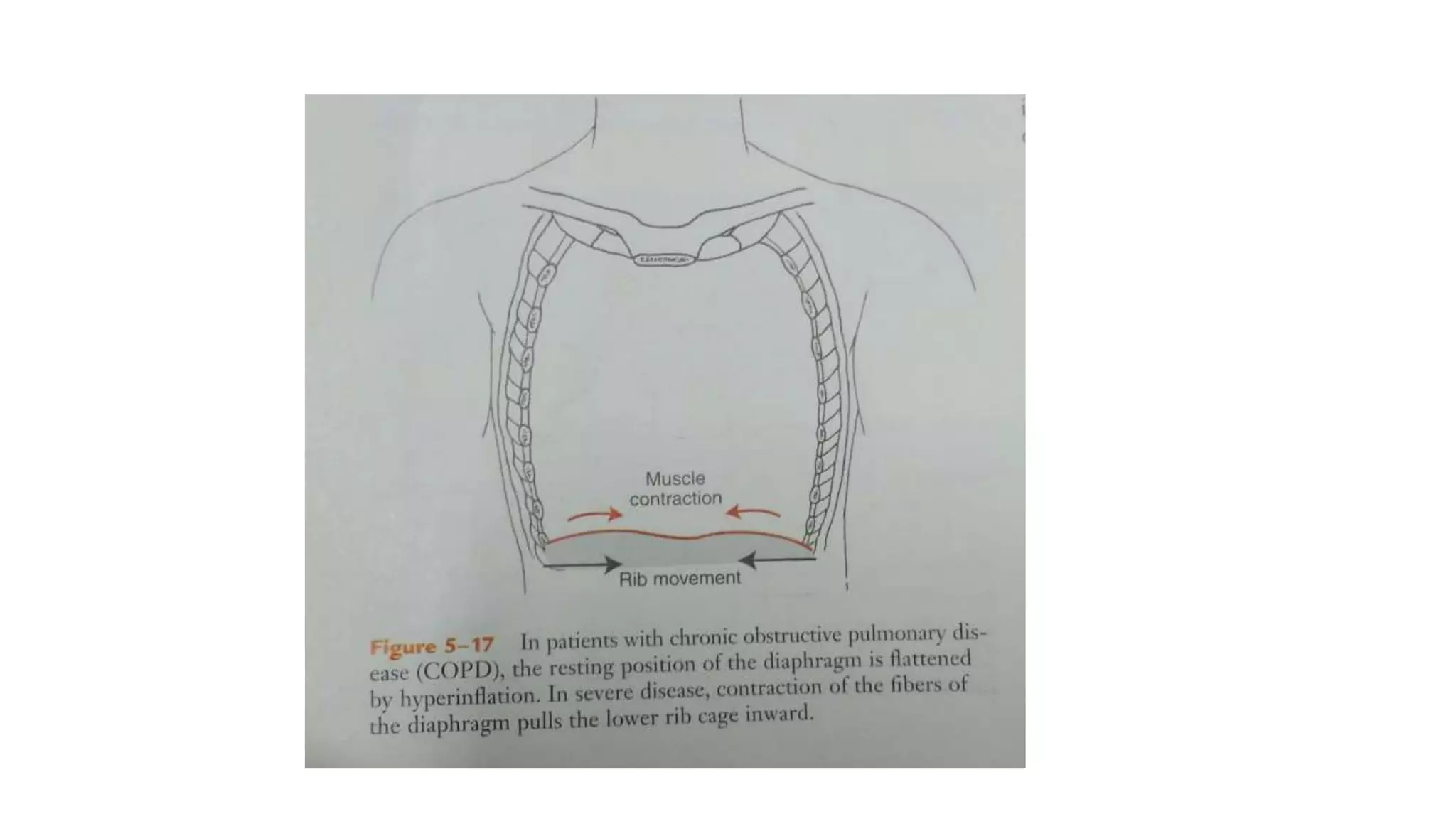 biomechanics of respiration.pptx