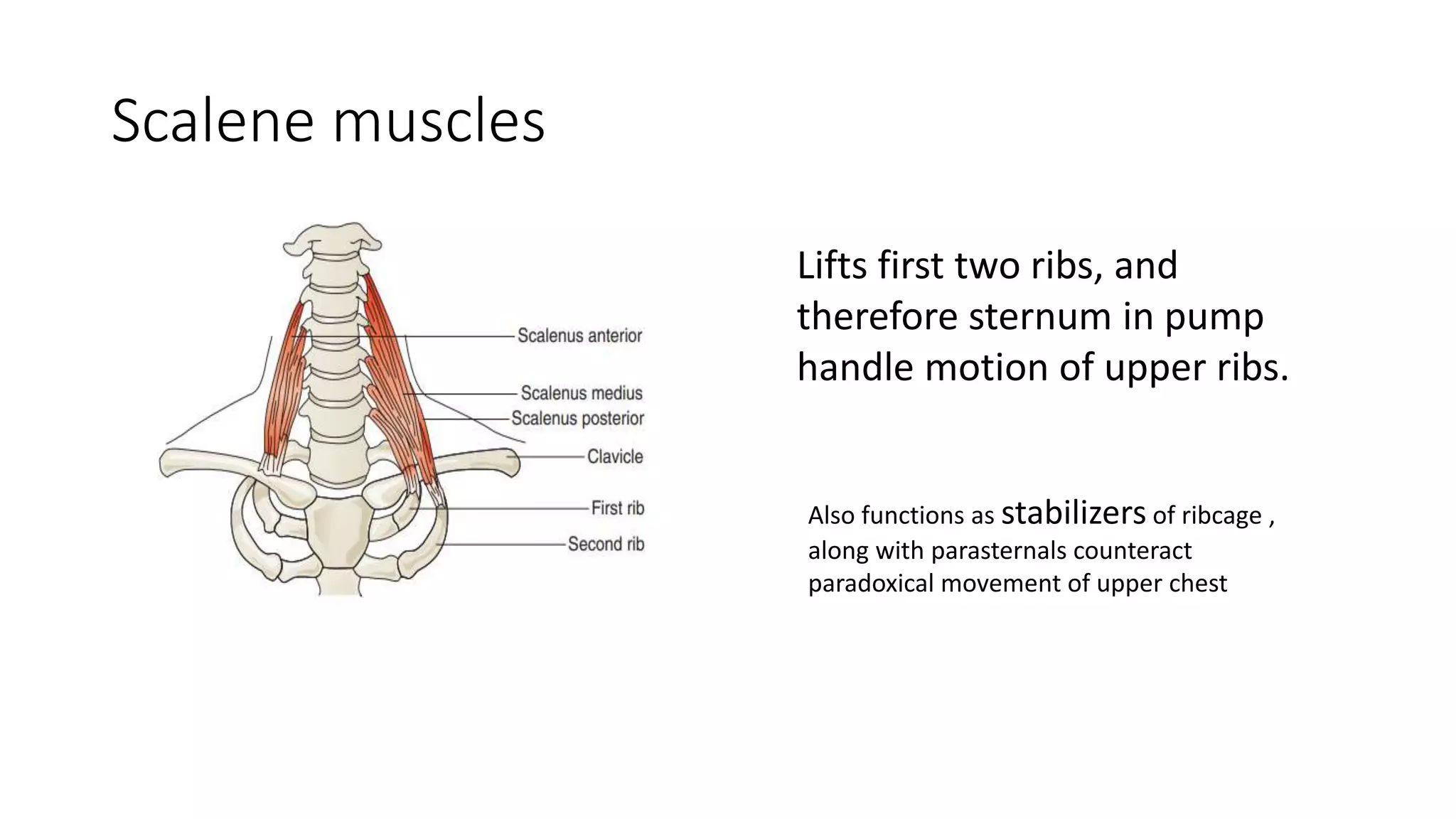 biomechanics of respiration.pptx