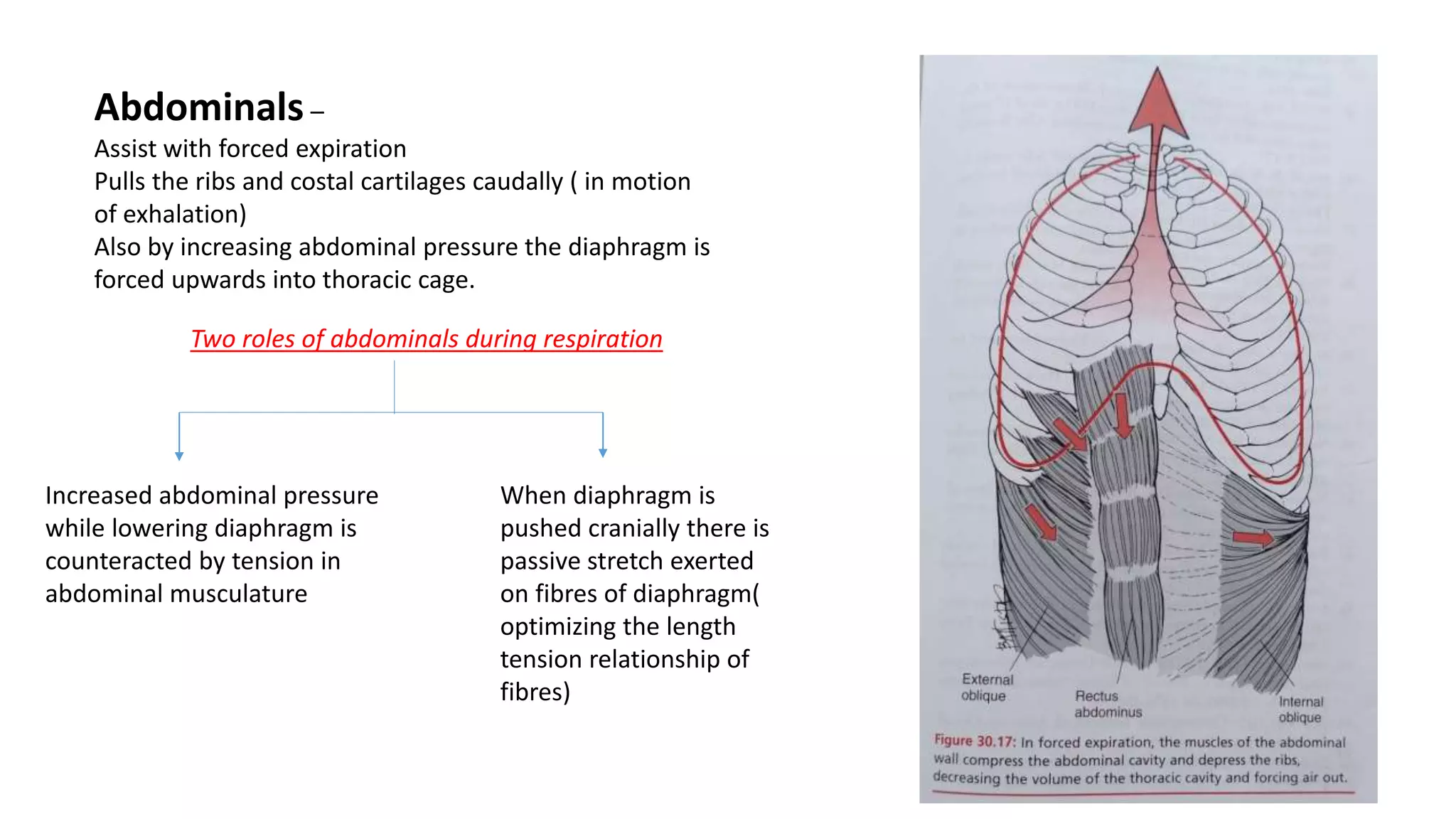 biomechanics of respiration.pptx
