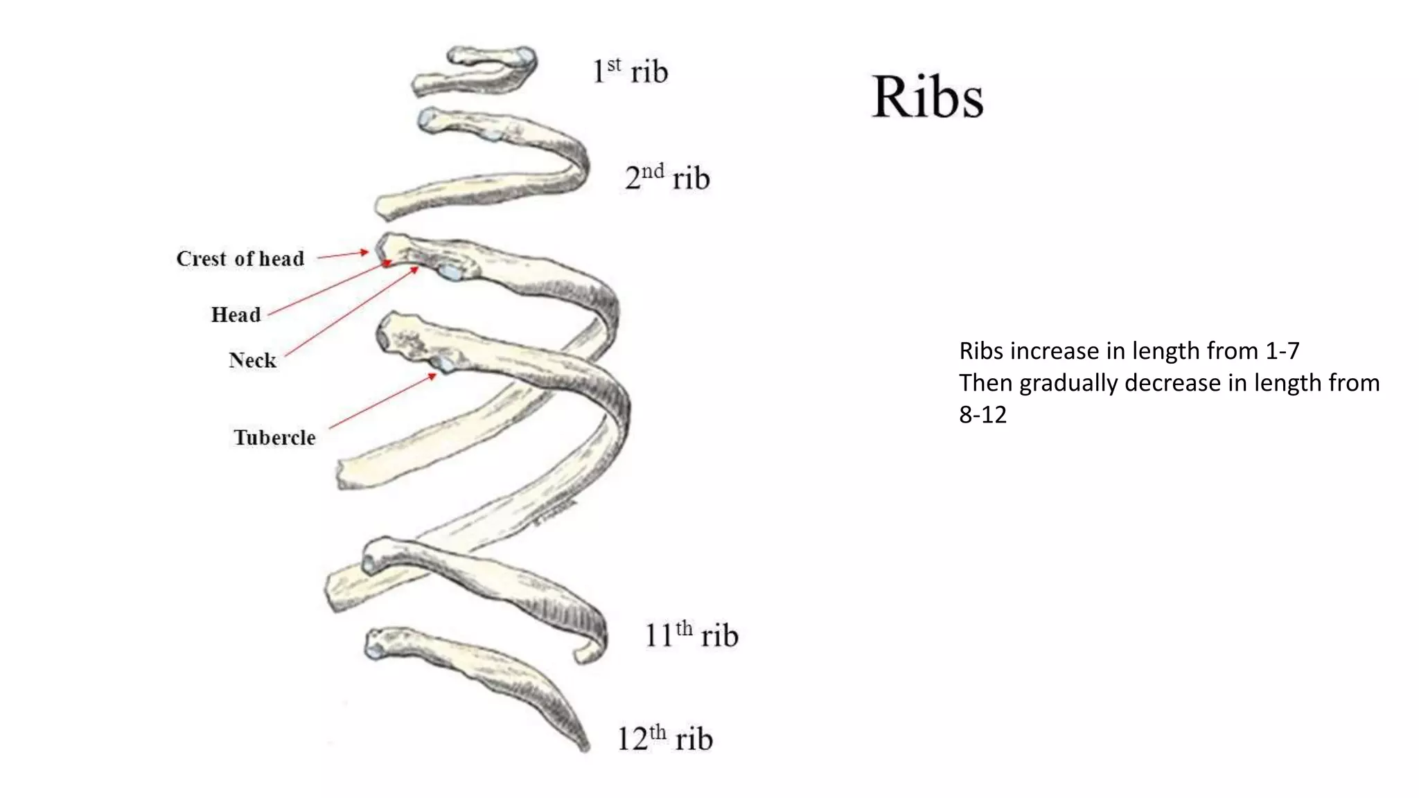 biomechanics of respiration.pptx