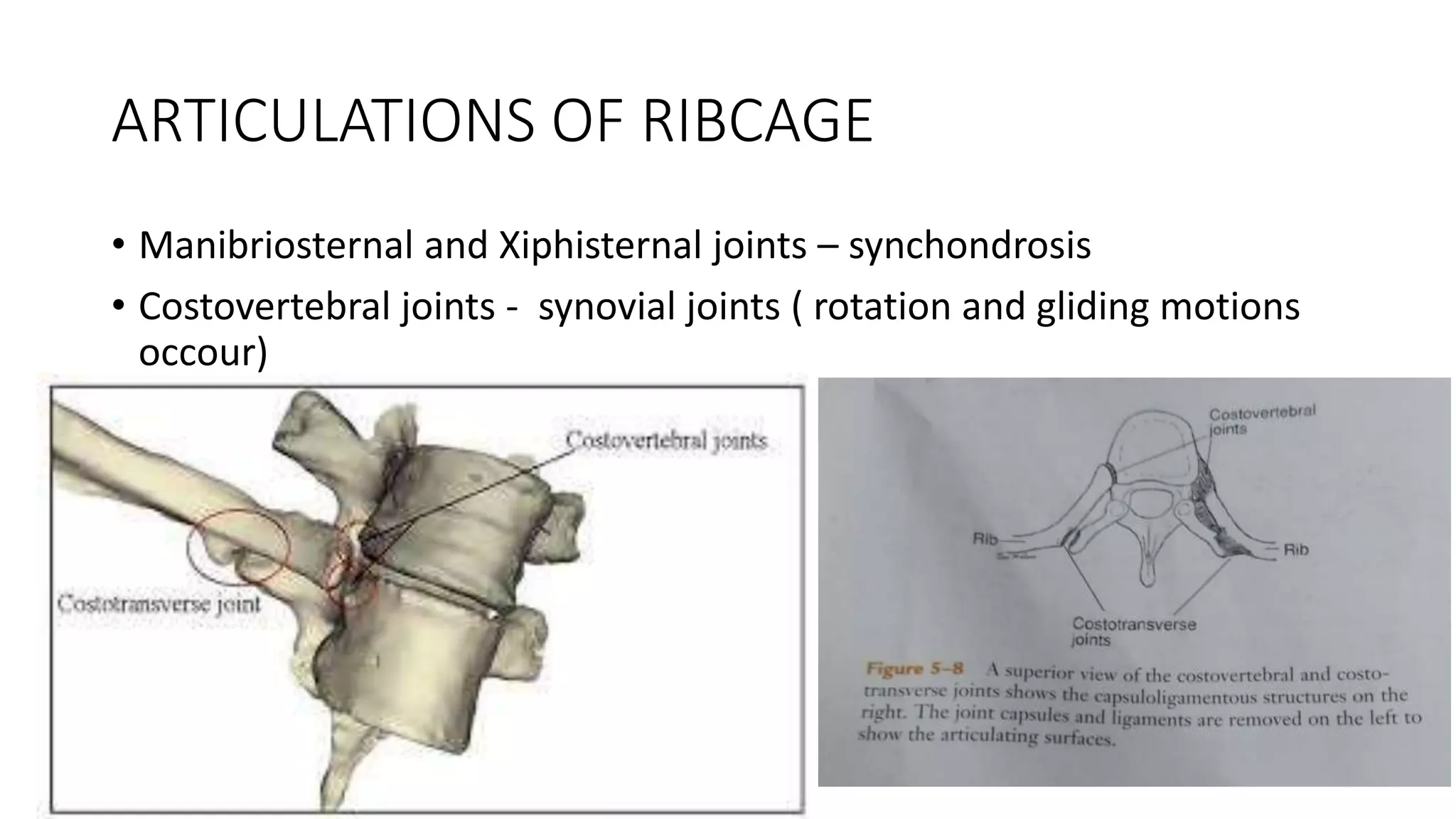 biomechanics of respiration.pptx