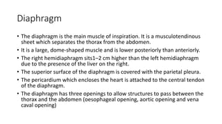biomechanics of respiration.pptx
