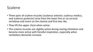 biomechanics of respiration.pptx