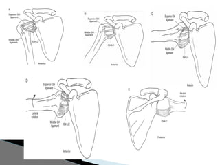 Biomechanics of shoulder | PDF