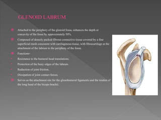 Biomechanics of shoulder | PPTX