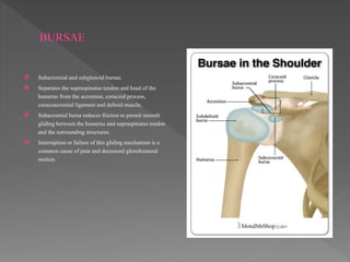 Biomechanics of shoulder | PPTX