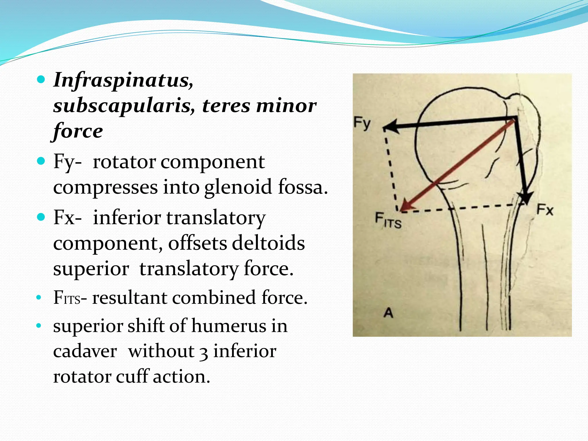 BIOMECHANICS OF SHOULDER .pptx