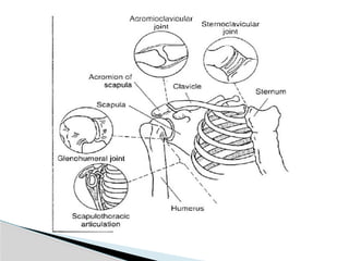 BIOMECHANICS OF SHOULDER joint Upper extremity.pptx
