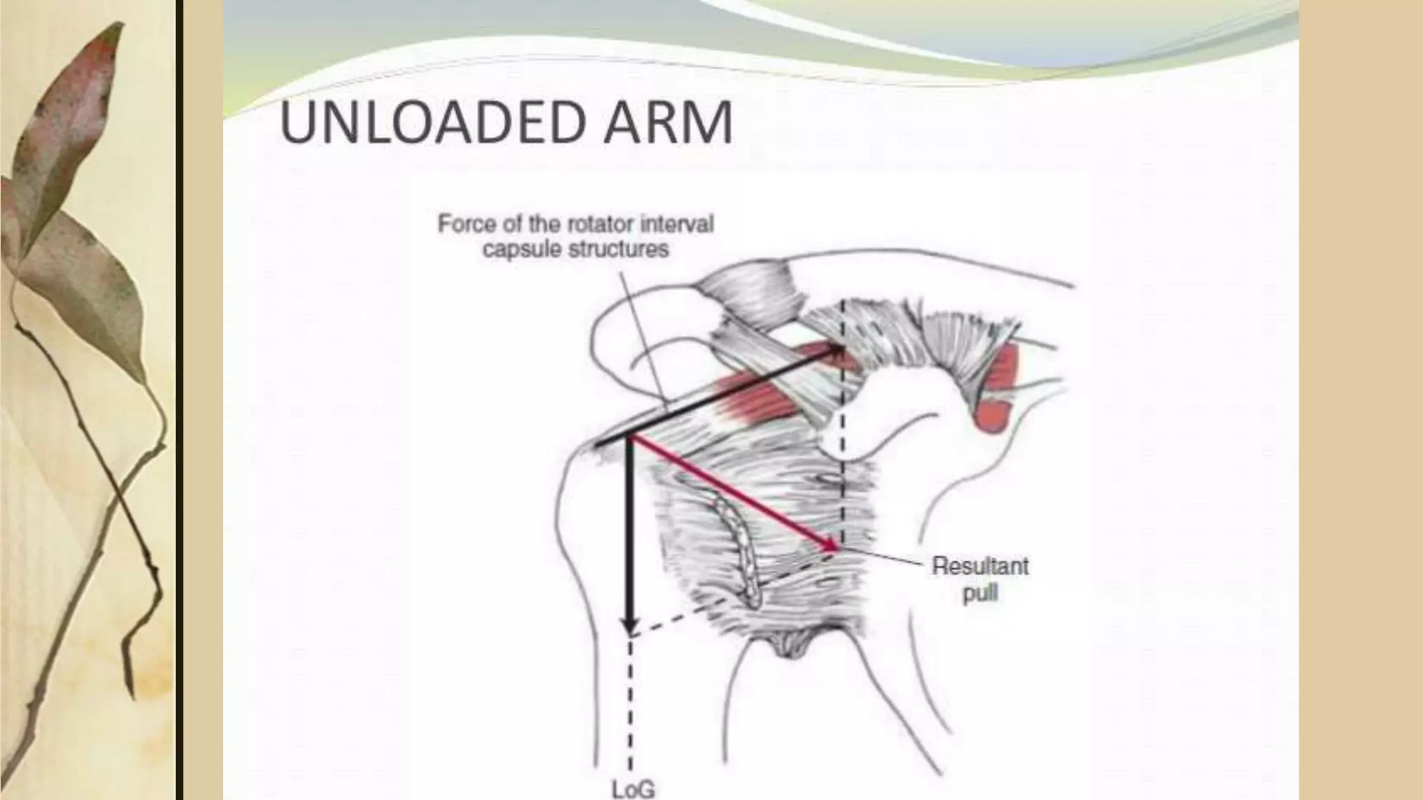 Biomechanics of shoulder complex | PPTX