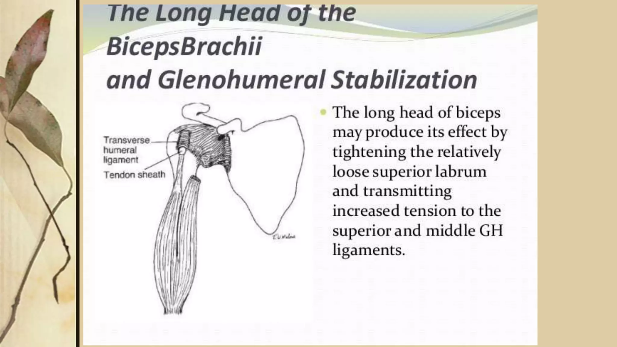 Biomechanics of shoulder complex | PPTX