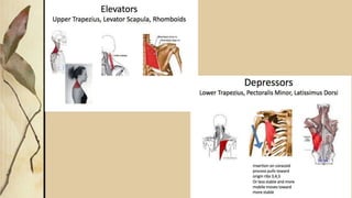 Biomechanics of shoulder complex | PPTX
