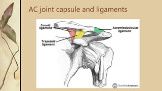 Biomechanics of shoulder complex | PPTX